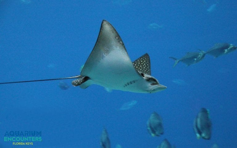 Sting Ray - Florida Keys Aquarium Encounters