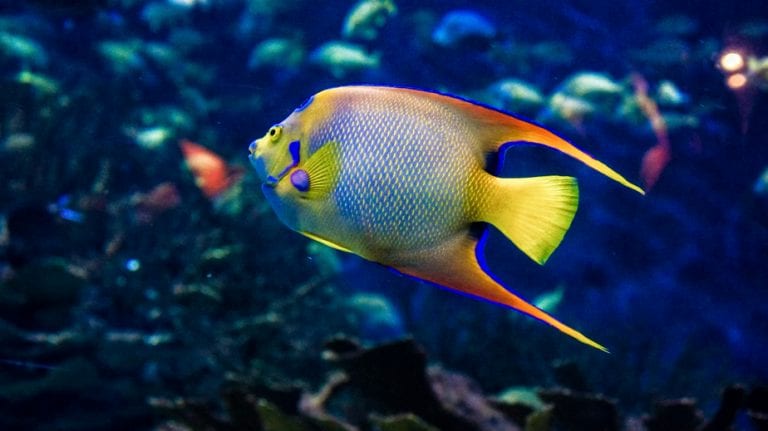 Queen Angelfish - Florida Keys Aquarium Encounters