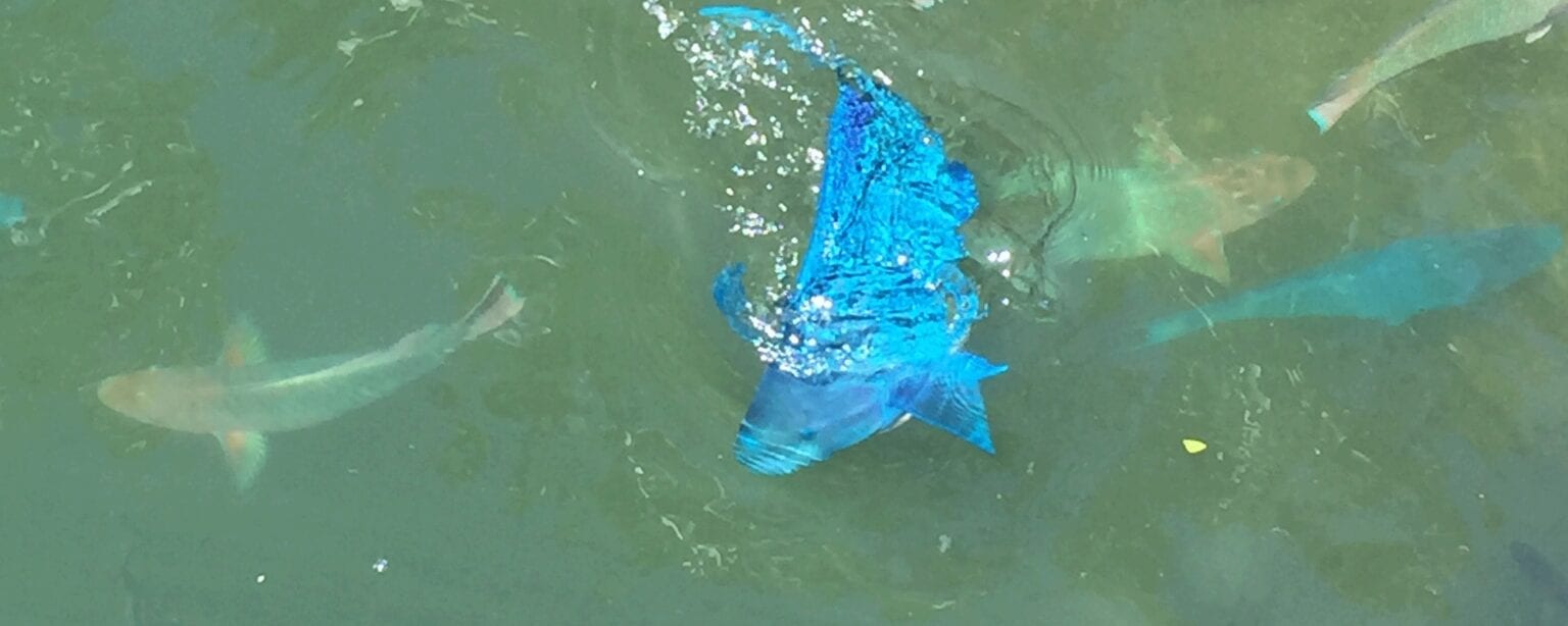 lagoon-parrot-hero - Florida Keys Aquarium Encounters