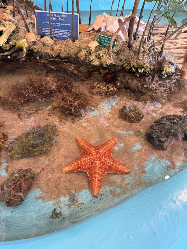 Marathon Aquarium Touch Tank & Tide Pool Interactive Experience